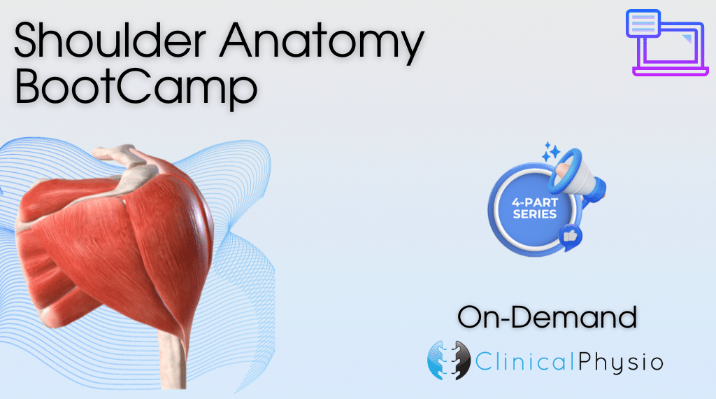 shoulder anatomy – Clinical Physio Membership
