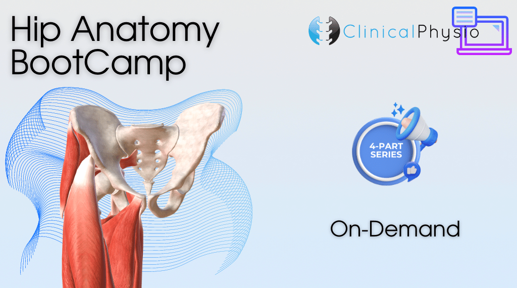 hip anatomy – Clinical Physio Membership