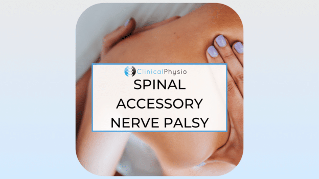 Spinal Accessory Nerve Palsy – Clinical Physio Membership