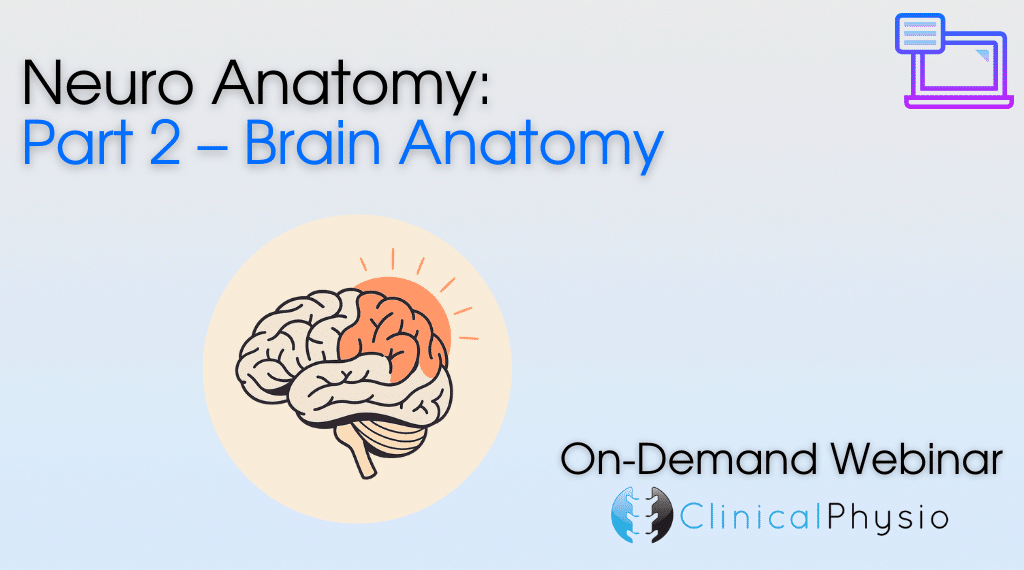 Brain Anatomy – Clinical Physio Membership